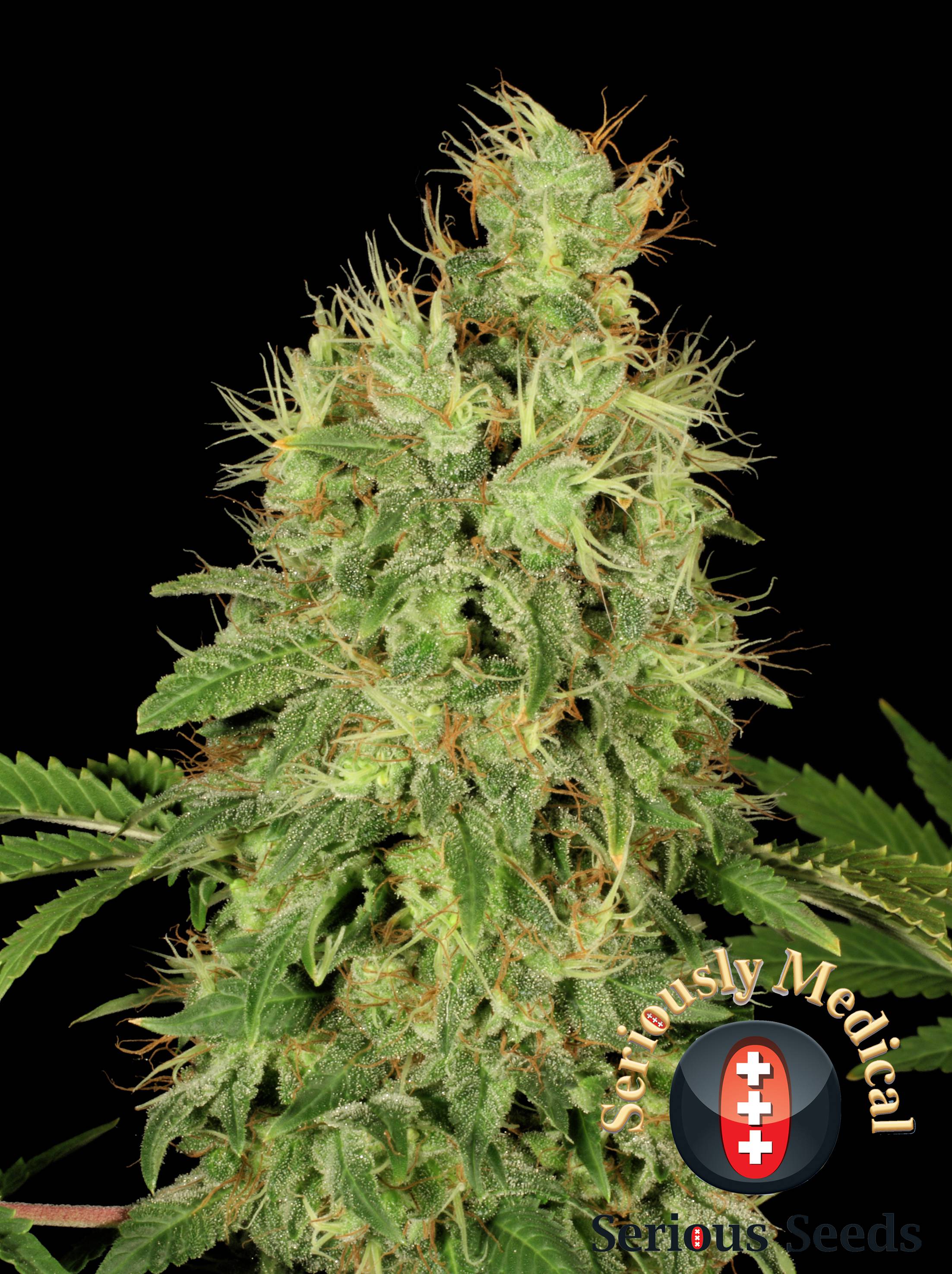 CBD-Chronic Strain ® 🌱 Originally Bred by Serious Seeds